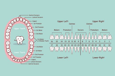 Clearwater Family Dental - Meridian Tooth Chart
