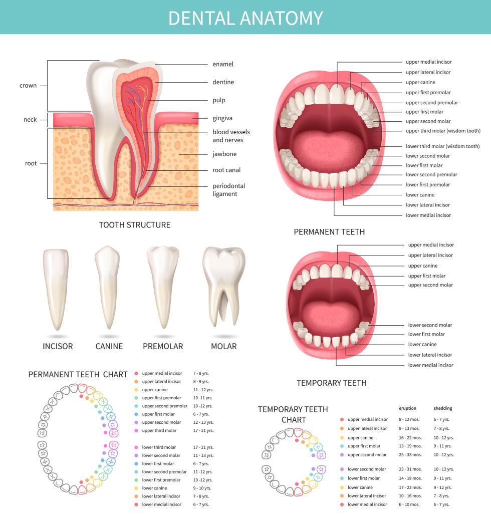 Clearwater Family Dental - Meridian Tooth Chart